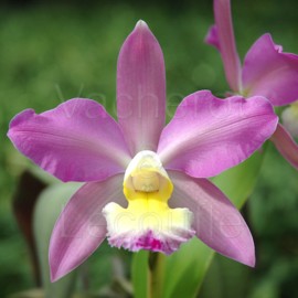 Orchidée - Lorchidee.fr : Vente en ligne d orchidées et conseils d ...