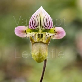 Orchidées Paphiopedilum : Orchidées Vacherot & Lecoufle - offrir ...