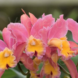 Les orchidées fleuries originales - lorchidee.fr