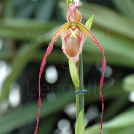 Orchidées Phragmipedium : Orchidées Vacherot & Lecoufle - vente ...