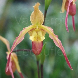 Orchidées Phragmipedium : Orchidées Vacherot & Lecoufle - vente ...
