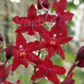 Orchidées fleuries - lorchidee.fr
