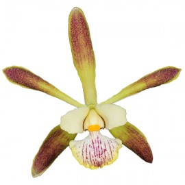 Orchidées fleuries - lorchidee.fr