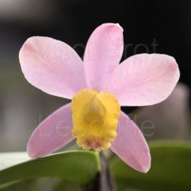 Les orchidées fleuries originales - lorchidee.fr