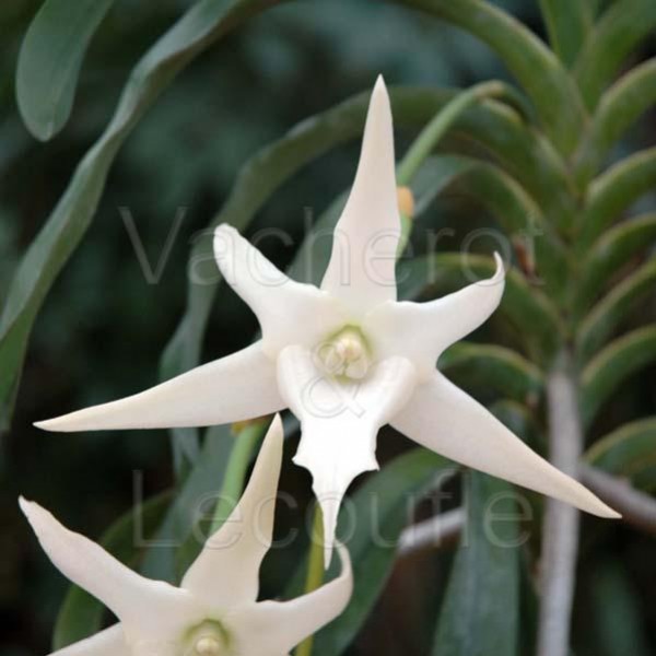 Angraecum bosseri - lorchidee.fr
